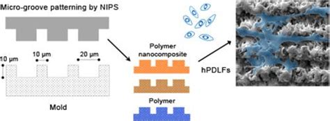 非溶剂诱导相分离法构建微槽pcl 纳米羟基磷灰石膜及其作为人牙周膜成纤维细胞基质的评价 Chemical Engineering Science X Mol