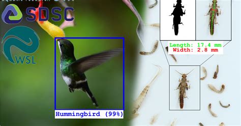 Biodetect Deep Learning For Biodiversity Detection And Classification