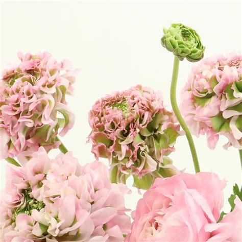 폼폰 라넌큘러스 꽃말과 특징 Ranunculus Pompon 꽃도감