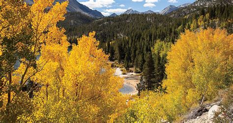 Flaming Colors Brighten Mammoth Lakes Fall Season