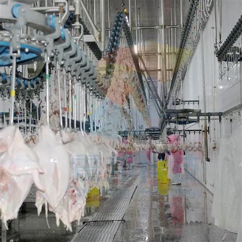 Poultry Slaughterhouse Equipment Poultry Processing Infrastructure
