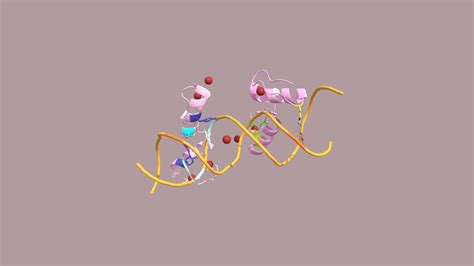 Znf217 Motif Binding To Dna Complex 3d Model By Asuzip339 [786dca4] Sketchfab
