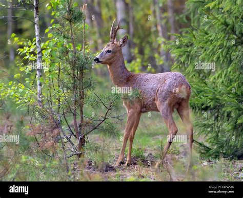Use Of Deer Horns At Sam Moonlight Blog