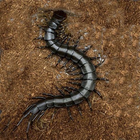 African Giant Centipede
