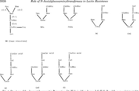 Figure 1 From Control Of Glycoprotein Synthesis Lectin Resistant