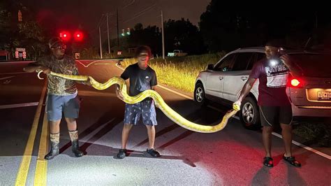 Look Python Caught After Being Spotted In Newberry County Sheriff Says