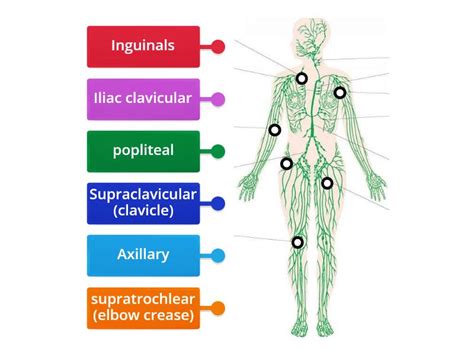 Lymph Nodes Labelled Diagram