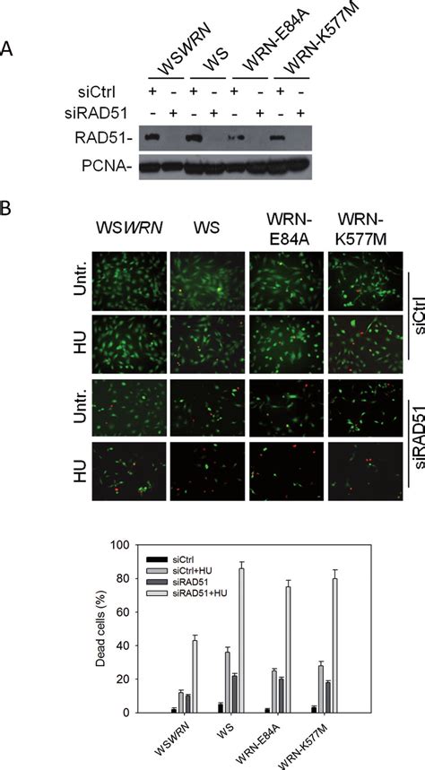 Rad51 Prevents Cell Death In Wrn Deficient Or Mutant Cells After Download Scientific Diagram