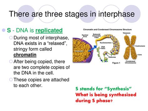 Why Do Cells Divide P Ppt Download Why Do Cells Divide P Ppt Download