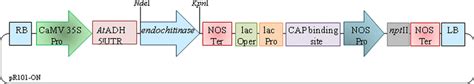 Gene Construct Map Of Gene Construct Containing Endochitinase Under