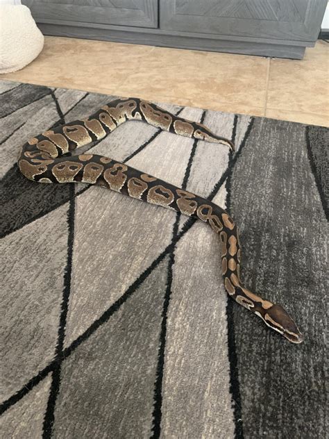 How To Ease A Ball Python From Live To Frozen Rballpython How To Ease A Ball Python From Live To Frozen Rballpython