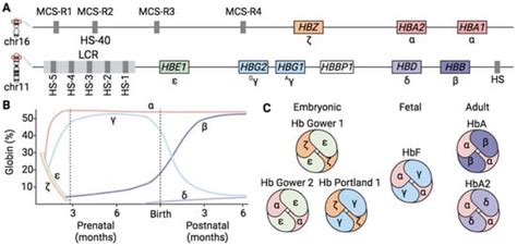 Alpha Globin Genes