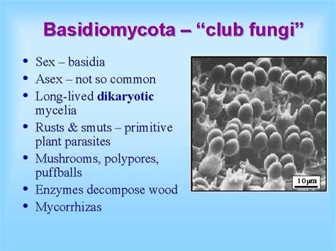 Introduction To Fungi What Is Fungi A Group