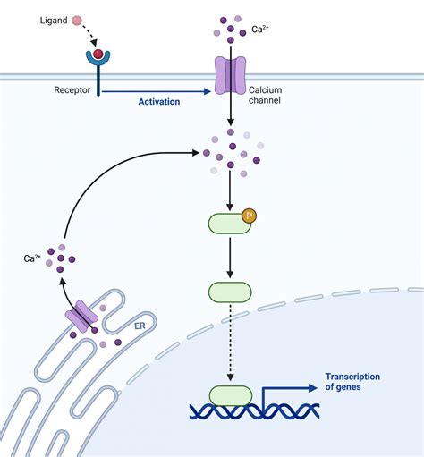 11 3 Signal Transduction College Biology I