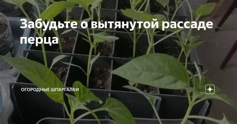 Забудьте о вытянутой рассаде перца Огородные шпаргалки Дзен