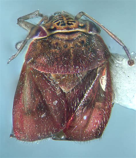 Nature Gardens NHM L A S Urban Nature Kinky Bug Found In Museum S Gardens