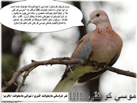 اسرارنامه موسی کو تقی