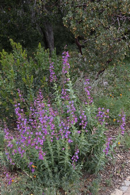 Water Efficient Plants Guide