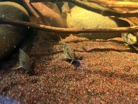 抽獎 鼠魚分享 水族板 Dcard