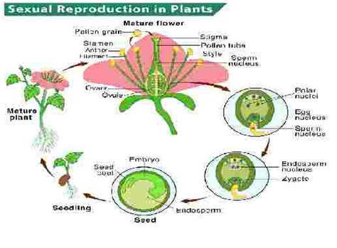 Sexual Reproduction In Plants Icse Class 8th Goyal Brothers Biology