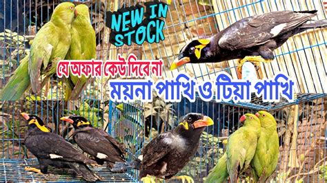 নতুন চমক নিয়ে চলে এলো আদিত ভাই ময়না পাখি দাম কত টিয়া পাখি দাম