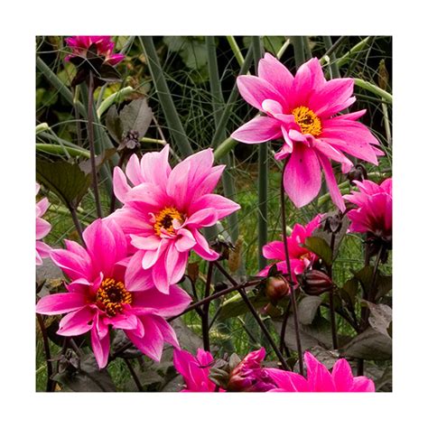 Dahlia Fascination White Flower Farm