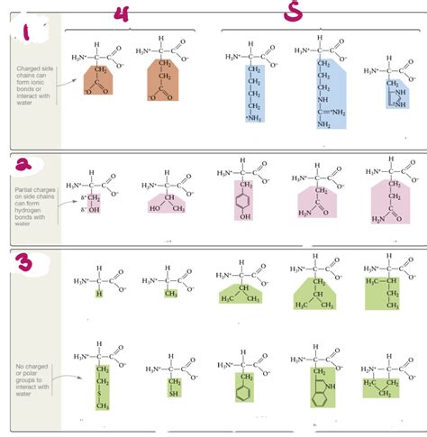 Bio 203 Amino Acid Review Diagram Quizlet