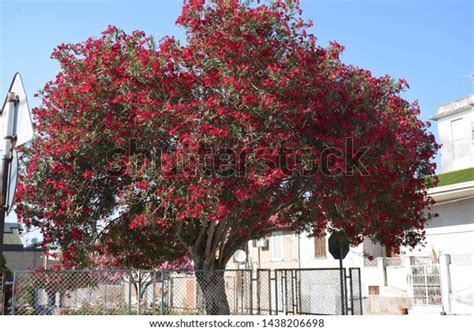 Nerium Oleander Tree