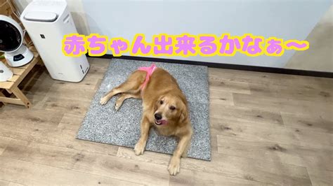 どうやらライヤに春がきたみたいですゴールデンレトリバーのれおとライヤ YouTube
