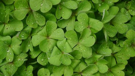 Безплатна снимка трева роса листо цвете храна билка продукция крайпътен зелени листа