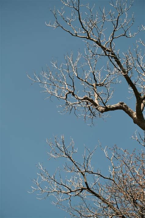 Найкращі фото 10 000 за запитом «Голі · Безкоштовне завантаження · Стокові фото Pexels