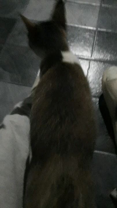 Siddhi Shrivastava💡 On Linkedin Cats Iitmadras Mavenanalytics Datacleaning Dataanalytics