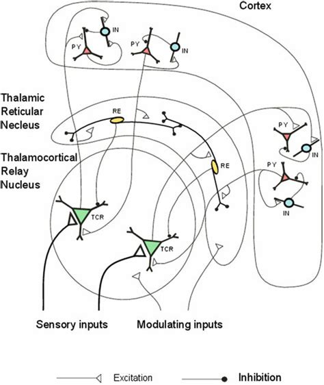 1 Simplified Diagram Of The Thalamocortical Network Showing Connections Download Scientific