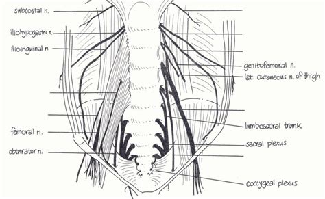 Lumbrosacral Plexus Diagram Quizlet
