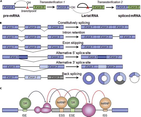 RNA Splicing Analysis Creative Bioarray
