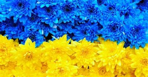 Презентація НУШ 5 клас Особливості будови опису тварин Презентація Українська мова