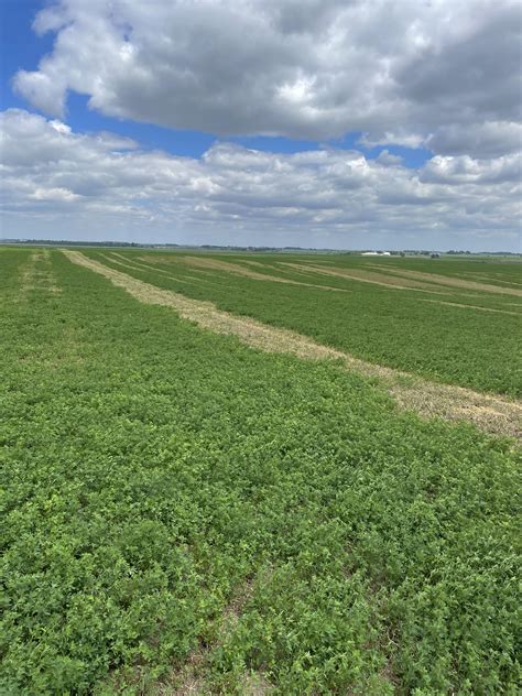 Updated Alfalfa Weevil Management Recommendations And Challenges For 2023