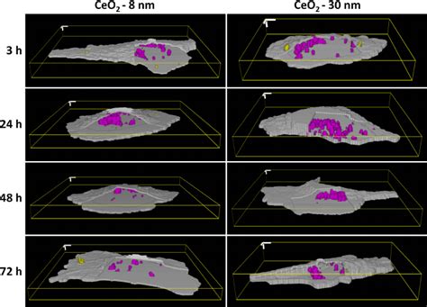 Particle Size Dependent Uptake Kinetics Of Ceria Nanoparticles By