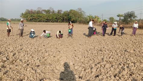 ဒေးဒရဲမြို့၌ ဆီထွက်သီးနှံနေကြာမျိုး စေ့ချ စိုက်ပျိုးပွဲ ကျင်းပ