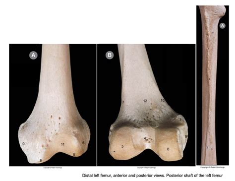 Distal End Of Femur Diagram Quizlet