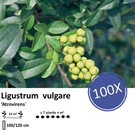 Ligustrum Vulgare Atrovirens` Blote Wortel ↕100 120cm 100x