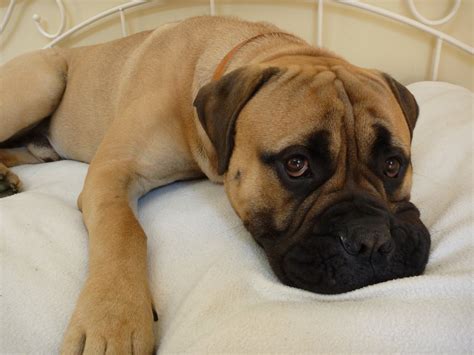 Bullmastiff Breed Guide Learn About The Bullmastiff