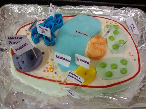 Biology Cell Model Projects KJWscience