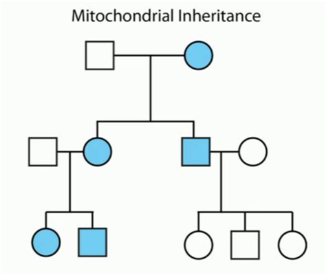 Genetics And Mitochondrial Diseases Flashcards Quizlet