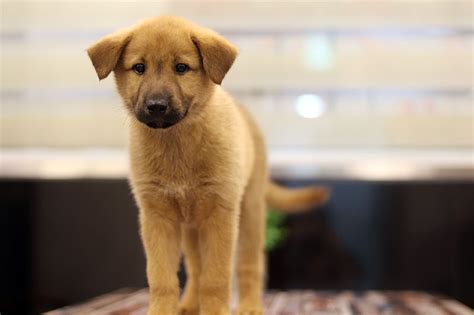잠실 2018 0674 울산강아지분양 요크셔테리어분양가 새끼강아지분양 잉글리쉬불독 천안고양이분양 가정강아지분양 강아지입양 보더콜리 강아지무료분양 고양이무료분양