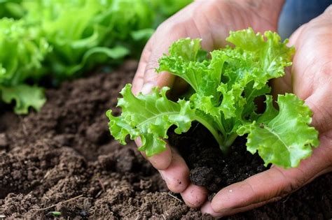 Premium Photo Composting Solutions Recycling Organic Waste For