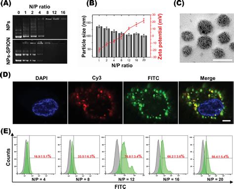 Characterization Of Cdna Plasmid‐complexed And Spion‐loaded Nanoplex Download Scientific