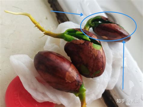 水培菠萝蜜种子成长日记 知乎