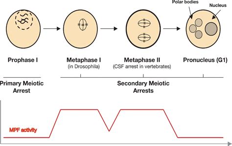 Figure 3 From Regulation Of Apc C Activators In Mitosis And Meiosis Semantic Scholar