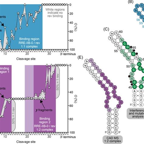 Native Top‐down Mass Spectrometry For Higher‐order Structural